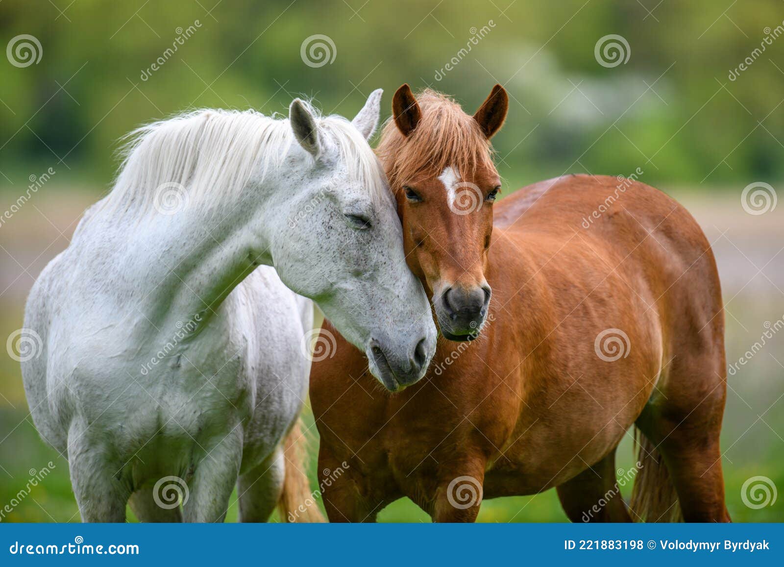 Two Horses Embracing in Friendship Stock Photo - Image of beautiful ...