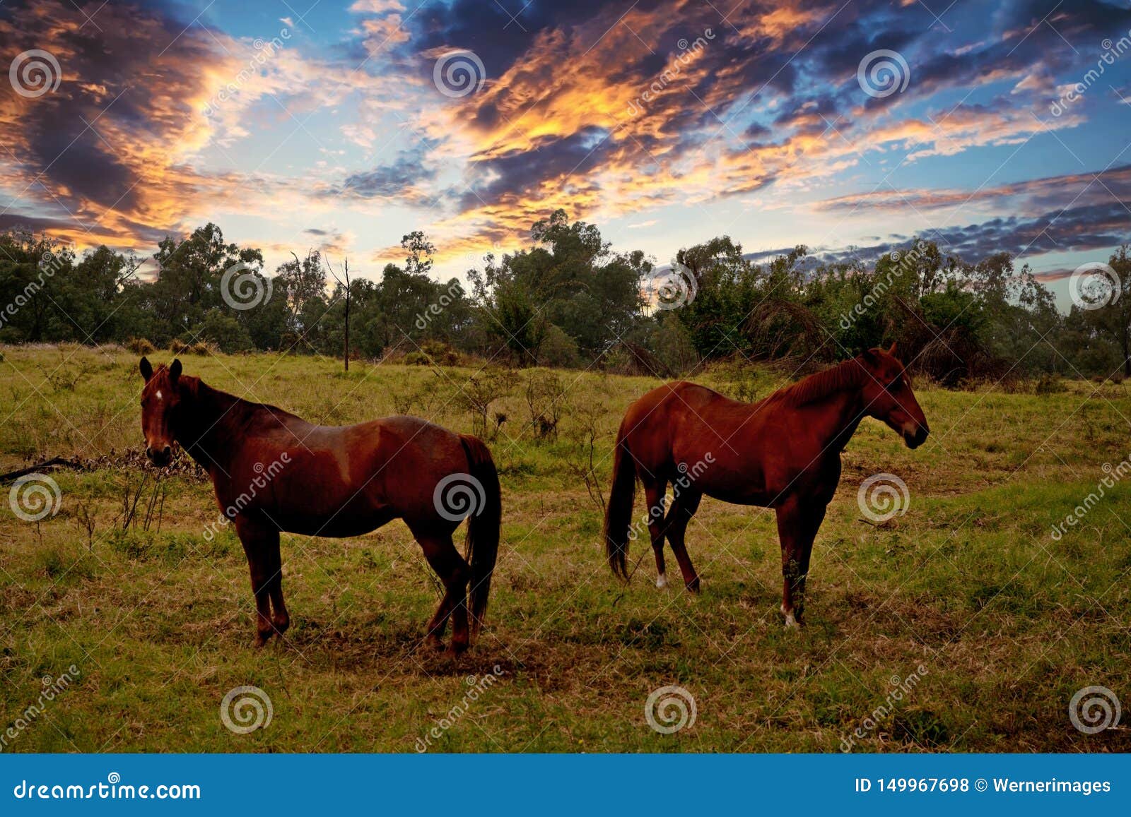 Two Horses on Farmland at Sunset Stock Photo - Image of brown, nature ...
