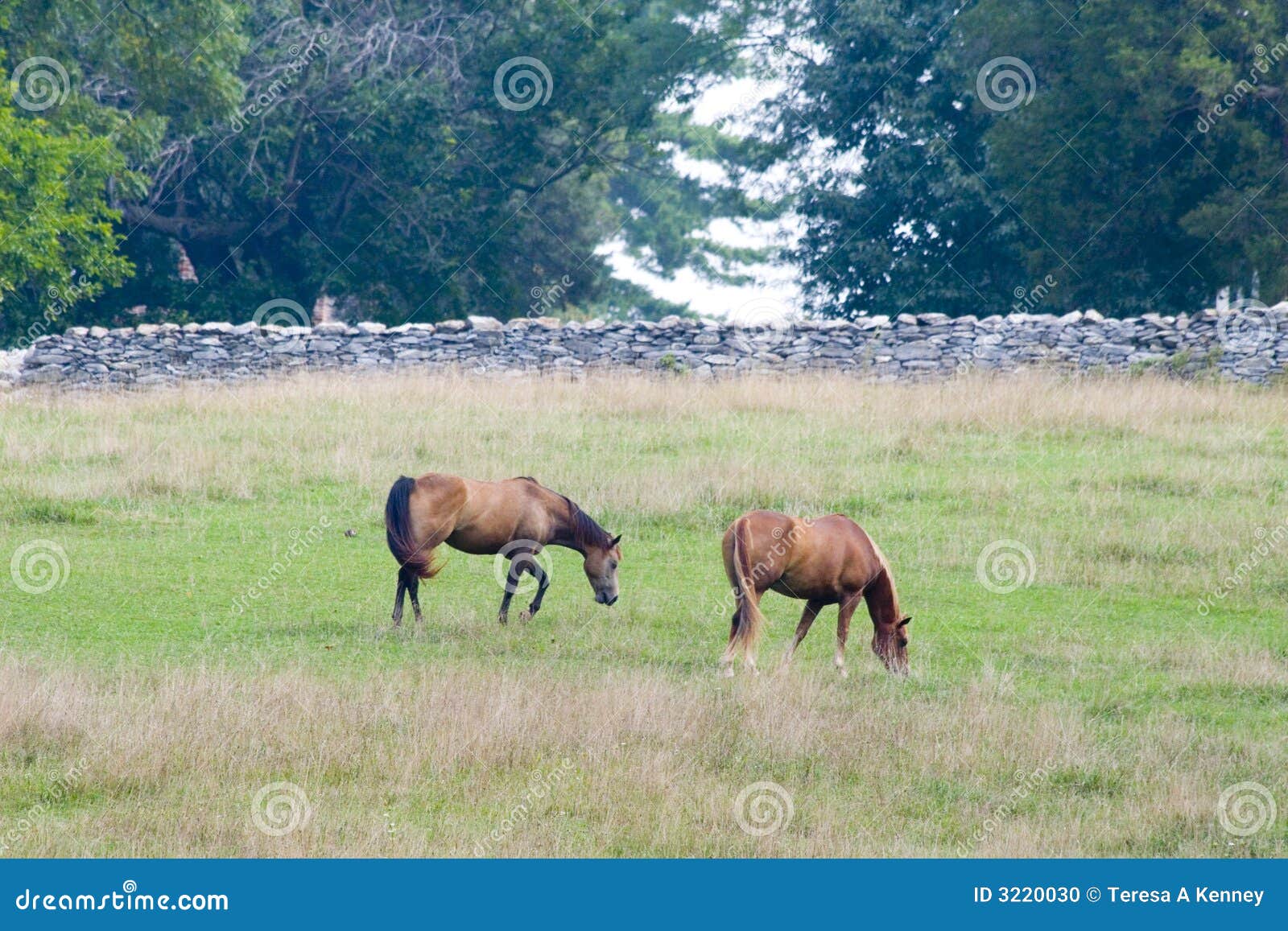 Two Horses in Field stock photo. Image of breed, equine - 3220030