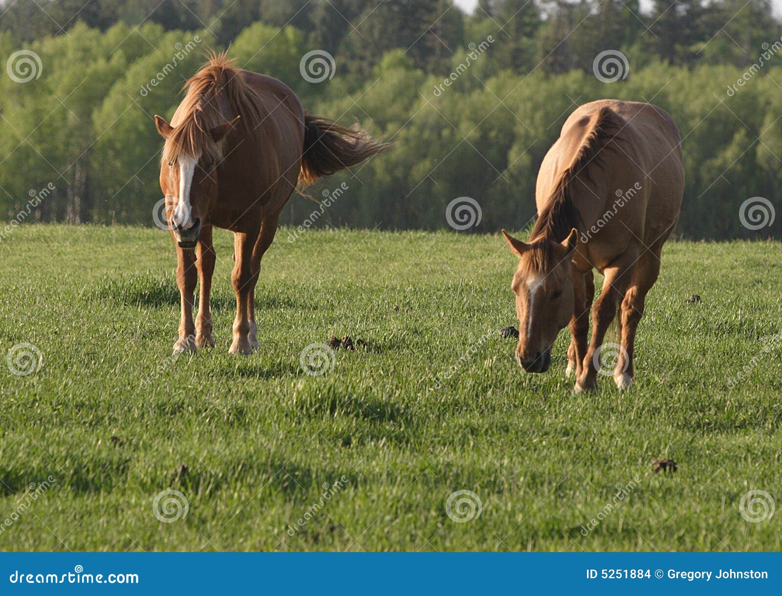 Two horses in a field. stock photo. Image of head, equine - 5251884