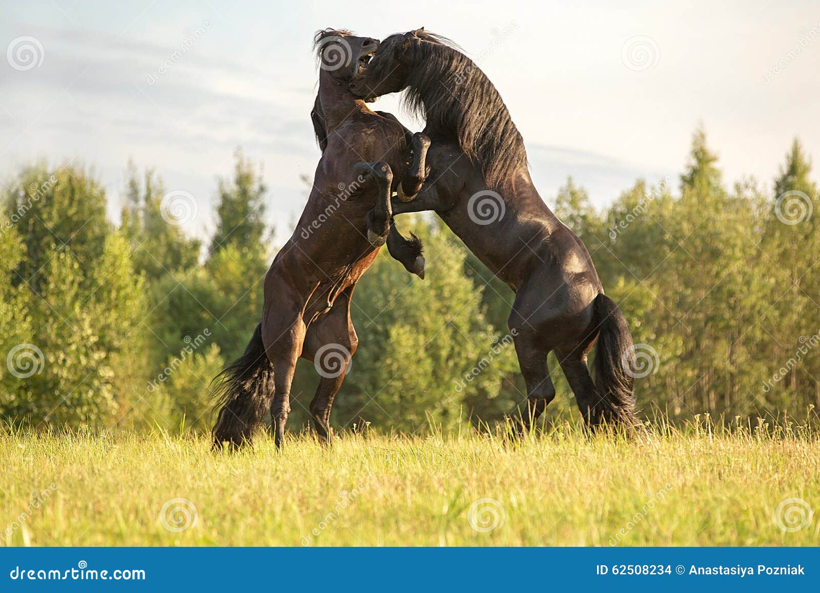 Two horses fight. stock photo. Image of moving, frisian - 62508234