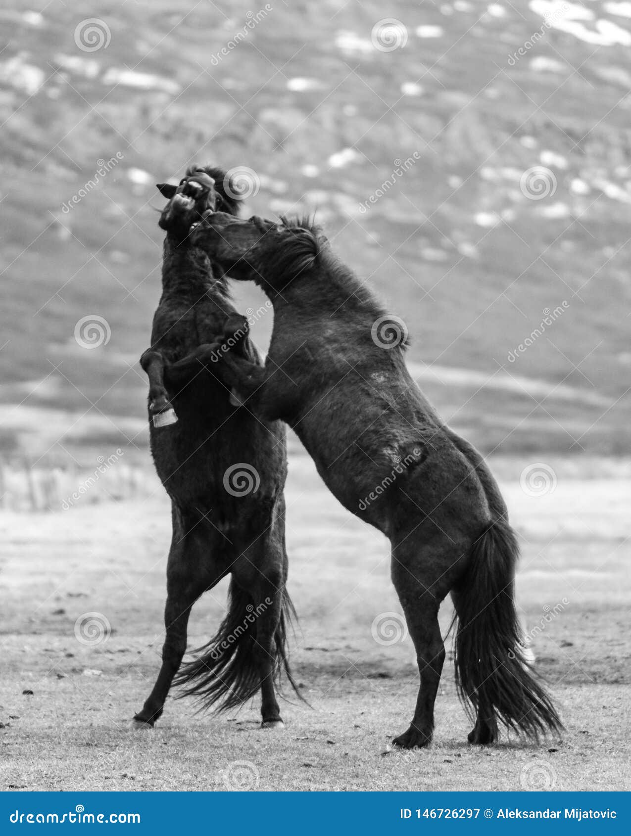 Two horses fighting stock image. Image of dutch, kick - 146726297