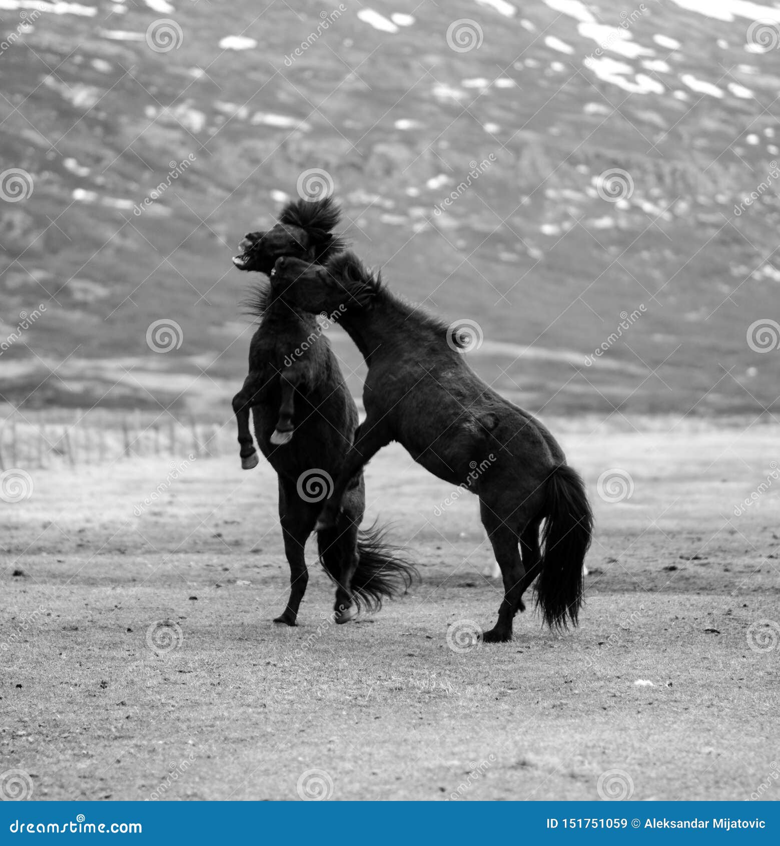 Two horses fighting stock image. Image of cloud, grass - 151751059