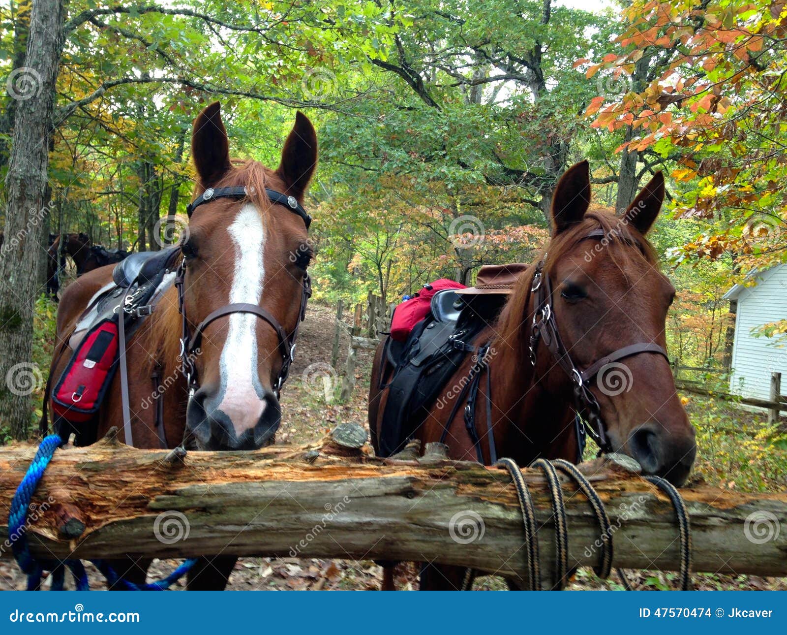 Horses Tied To Hitching Post Stock Photography | CartoonDealer.com #3431096