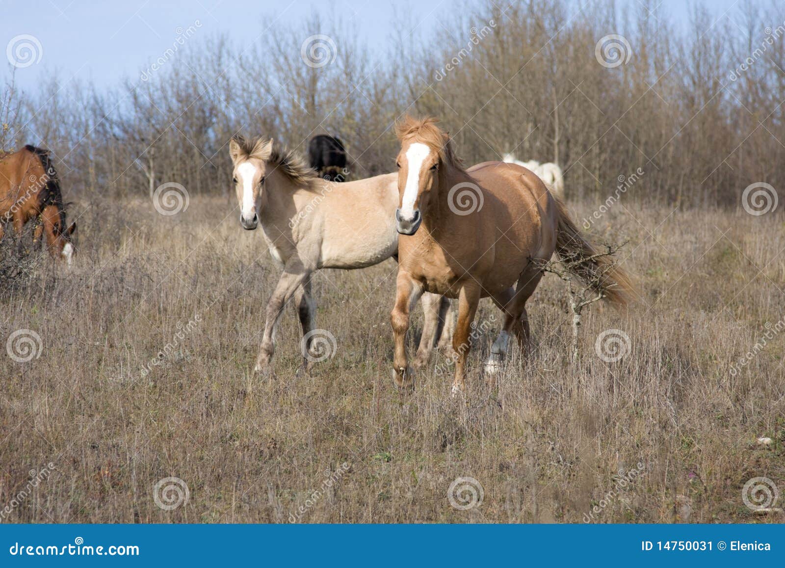 Two horses galloping stock image. Image of forest, field - 14750031
