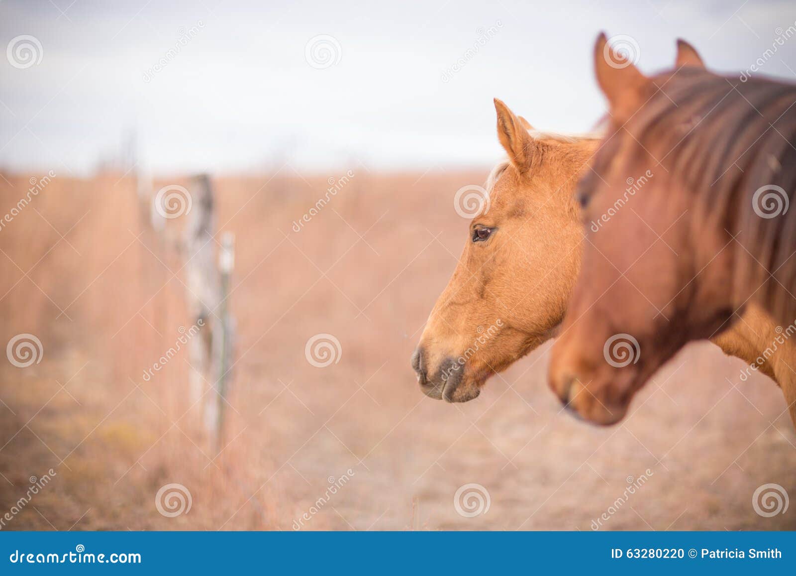 Two Horses at Gate Entrance Stock Photo - Image of transportation ...