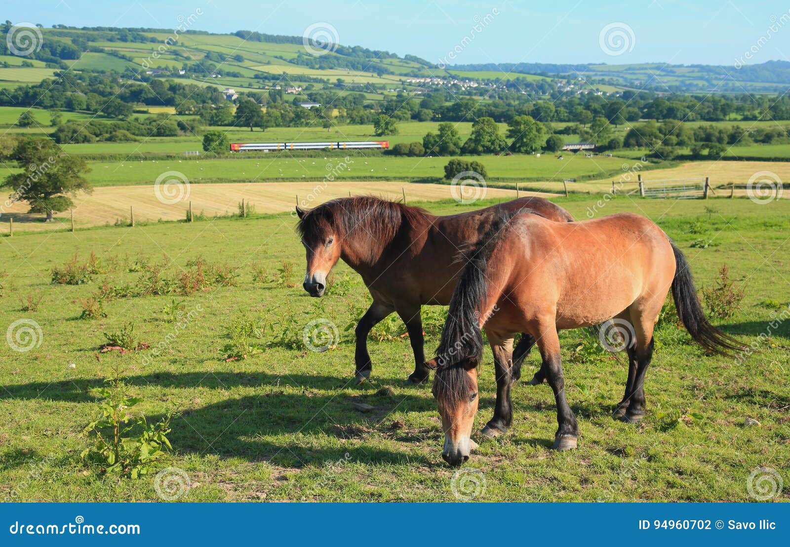 Two Horses Graze on a Farmland Stock Photo - Image of agriculture ...