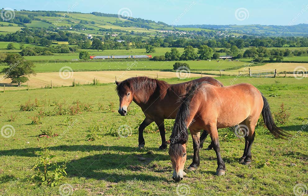 Two Horses Graze on a Farmland Stock Photo - Image of agriculture ...