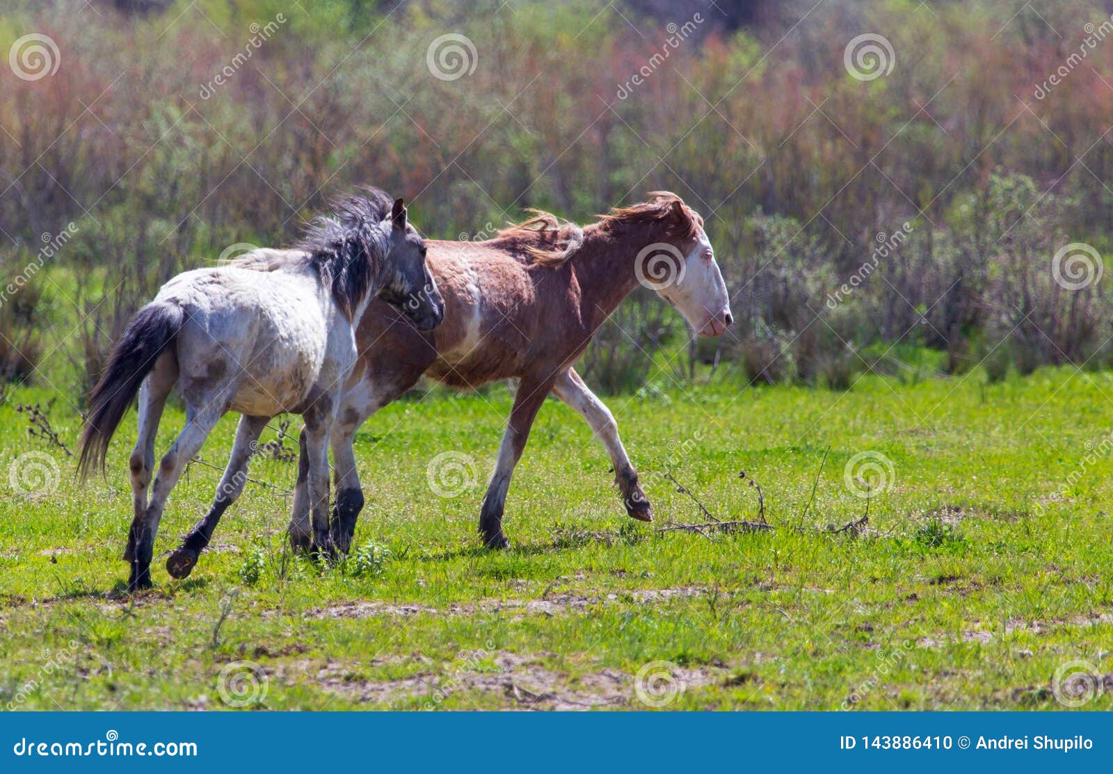 Two horses graze in nature stock photo. Image of head - 143886410