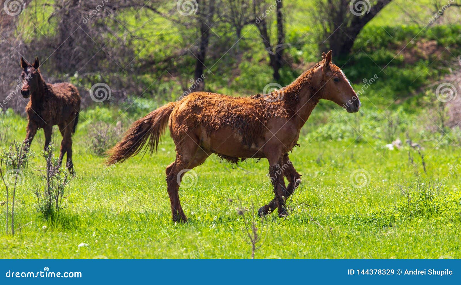 Two horses graze in nature stock image. Image of spring - 144378329