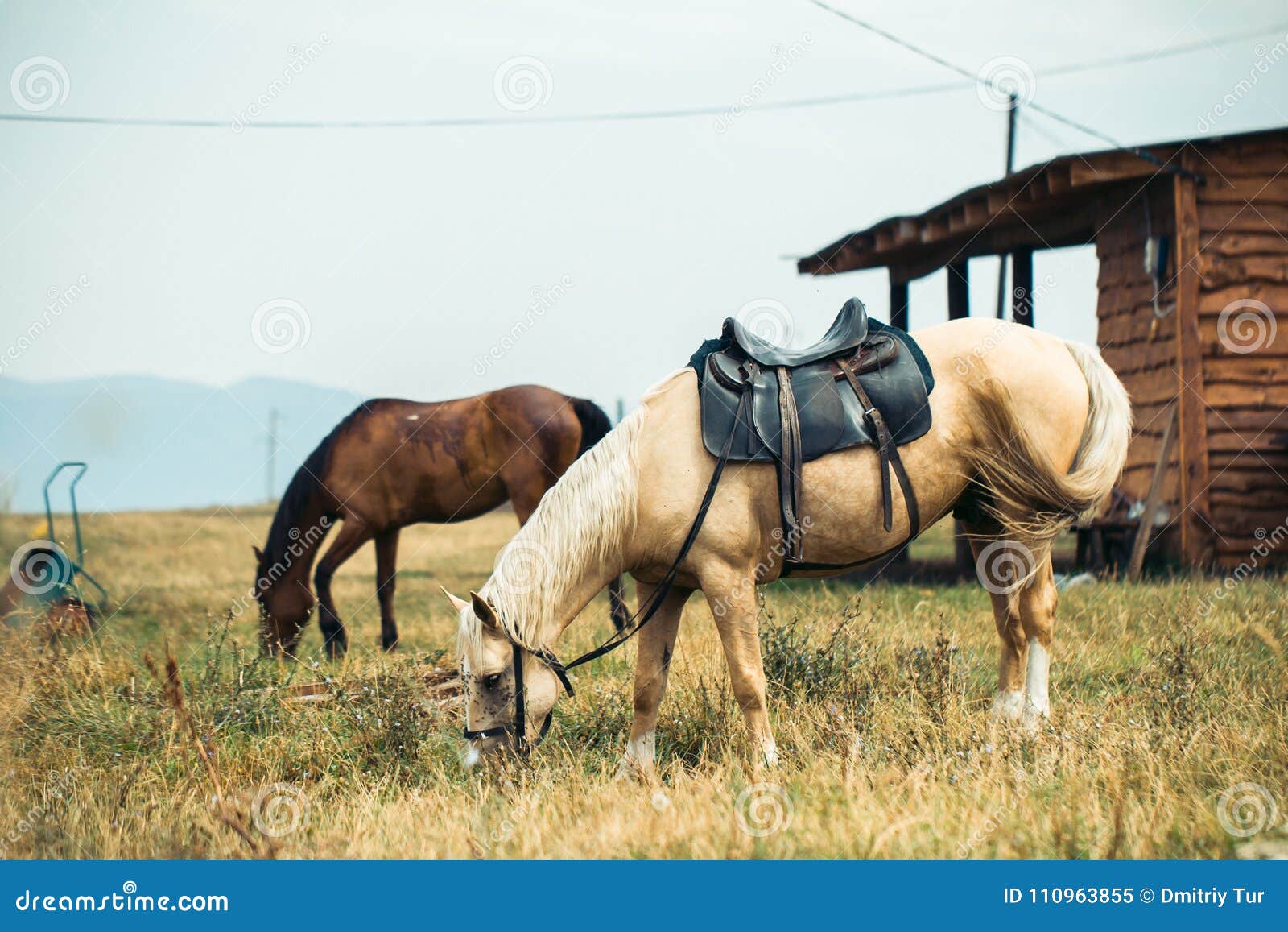 Two horses on ranch stock image. Image of beautiful - 110963855