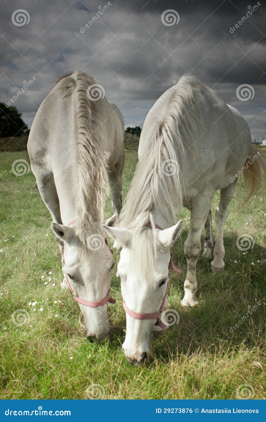 Two horses grazing stock photo. Image of horse, animal - 29273876