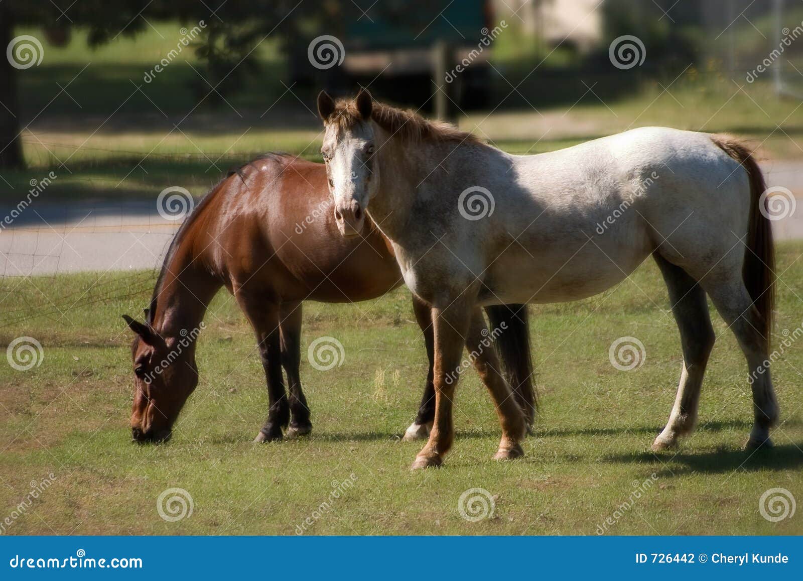 Two Horses Grazing stock photo. Image of pasture, walk - 726442