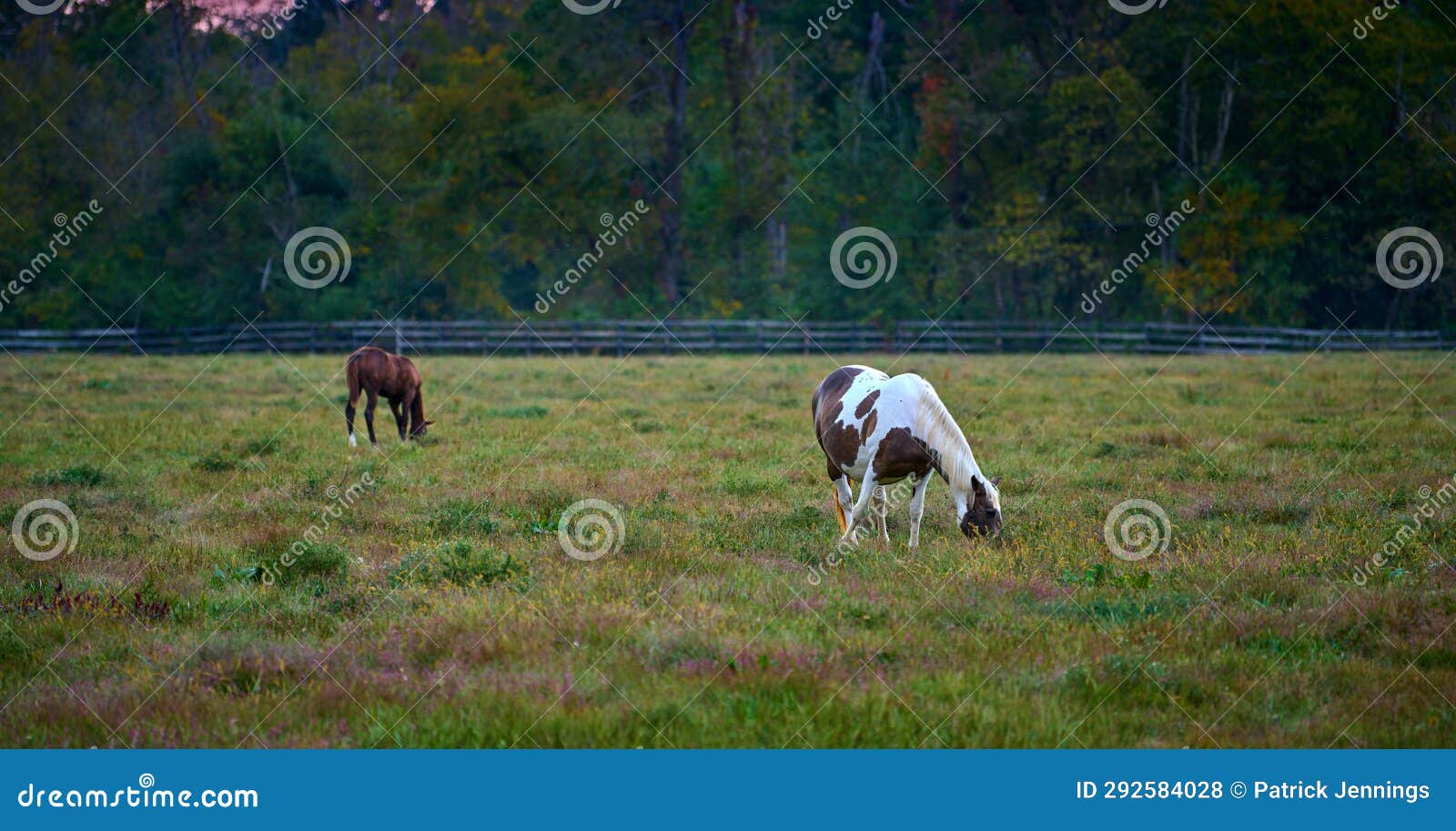 Two Horses Grazing at Evening in a Open Field Stock Photo - Image of ...