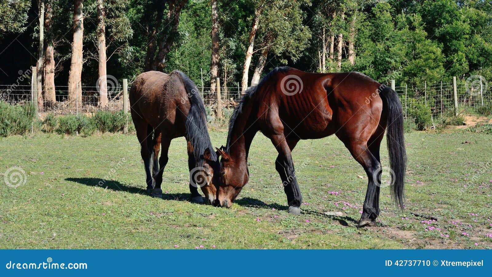 Two horses stock photo. Image of grass, field, horses - 42737710