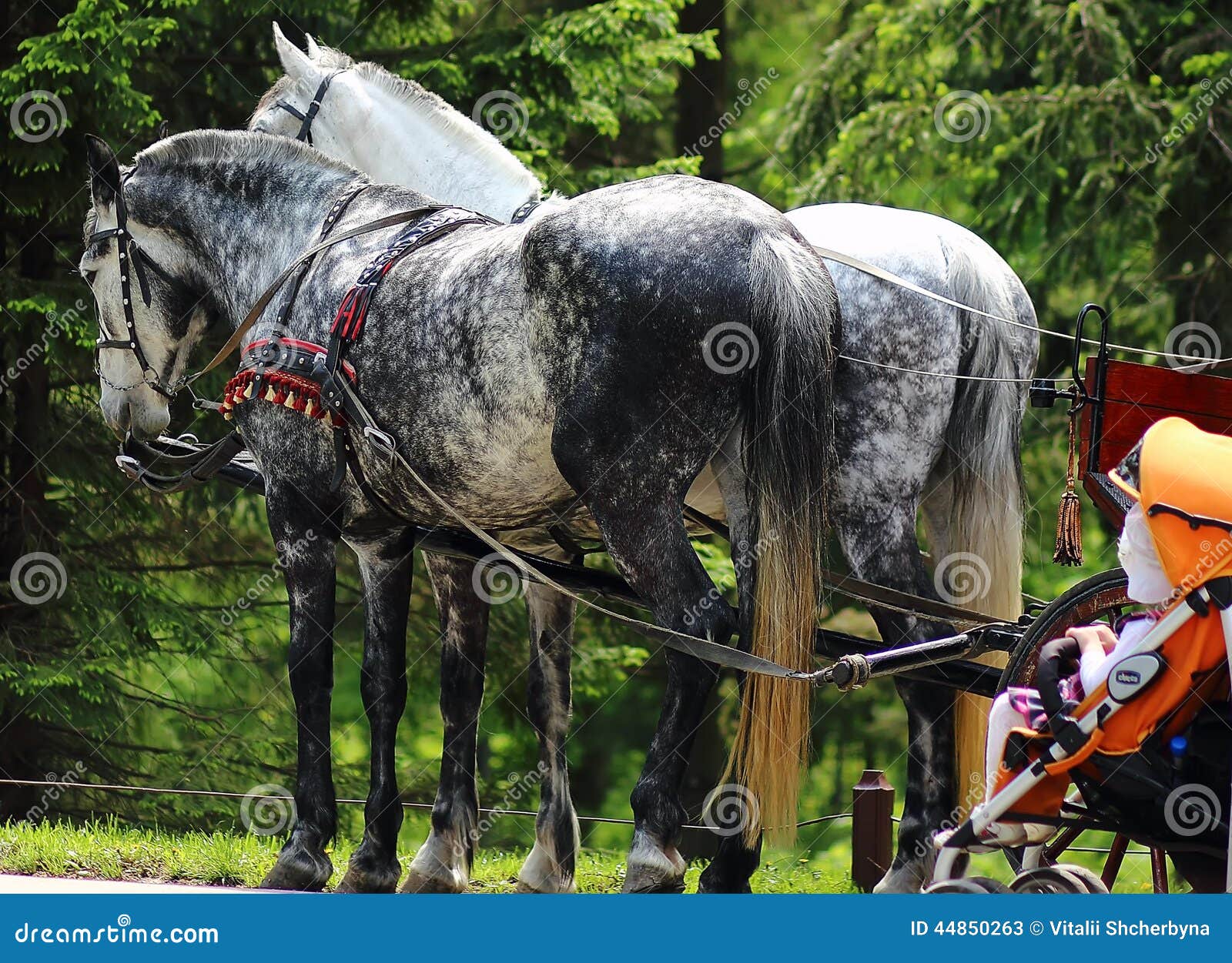 Two horses in harness stock image. Image of animal, brown - 44850263