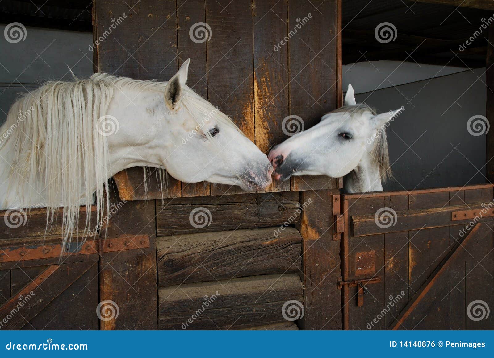 Two horses kissing stock photo. Image of daytime, sunshine - 14140876