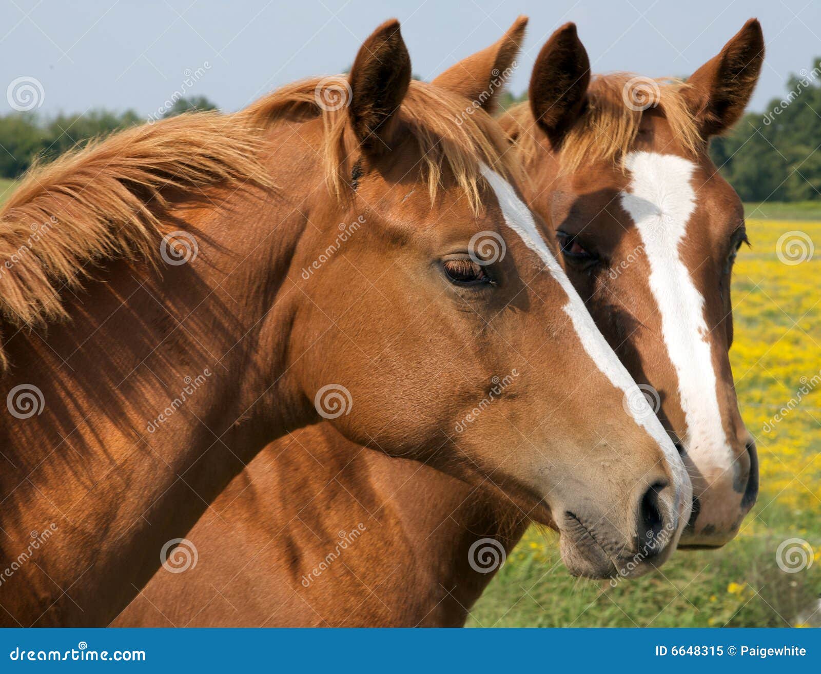Two Horses Kissing stock image. Image of tail, family - 6648315