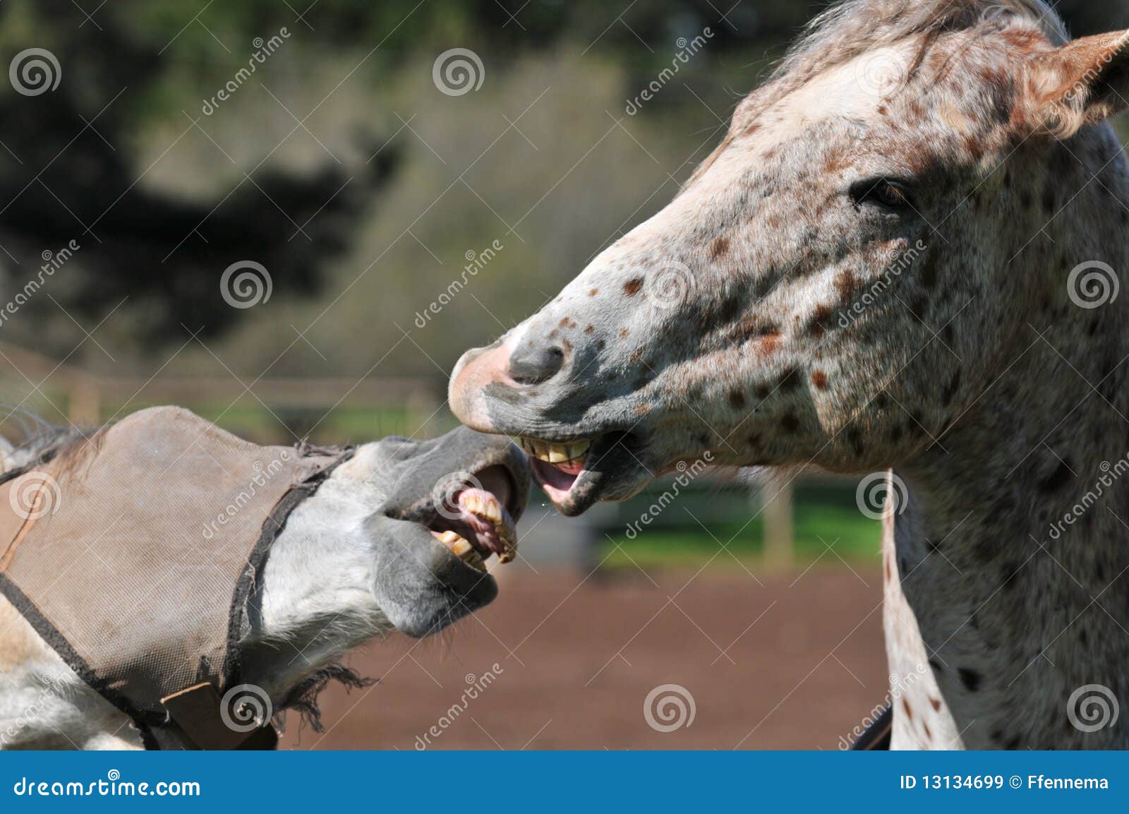Two Horses Kissing with Mouth Open Stock Image - Image of humor, kiss ...