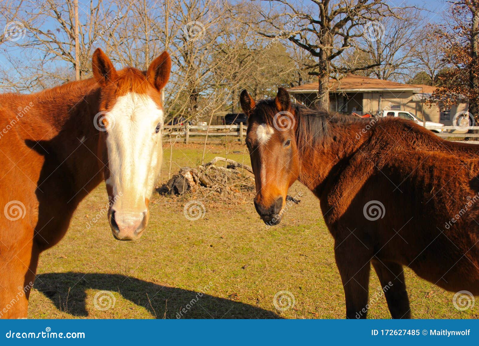 Two Horses Looking at Camera Stock Image - Image of farm, livestock ...