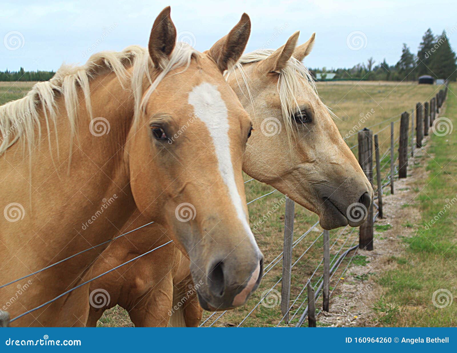 Two Horses Looking Over a Fence Stock Photo - Image of horses, mane ...