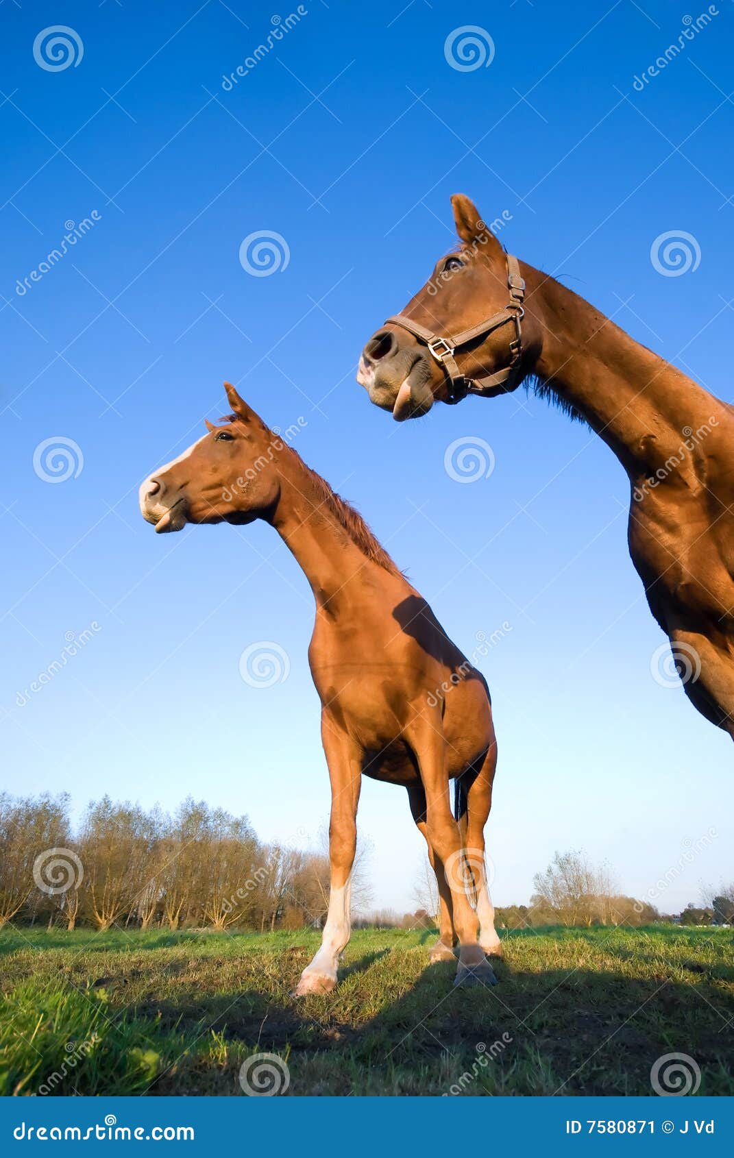 Two Horses Looking To the Left Stock Image - Image of stare, grass: 7580871