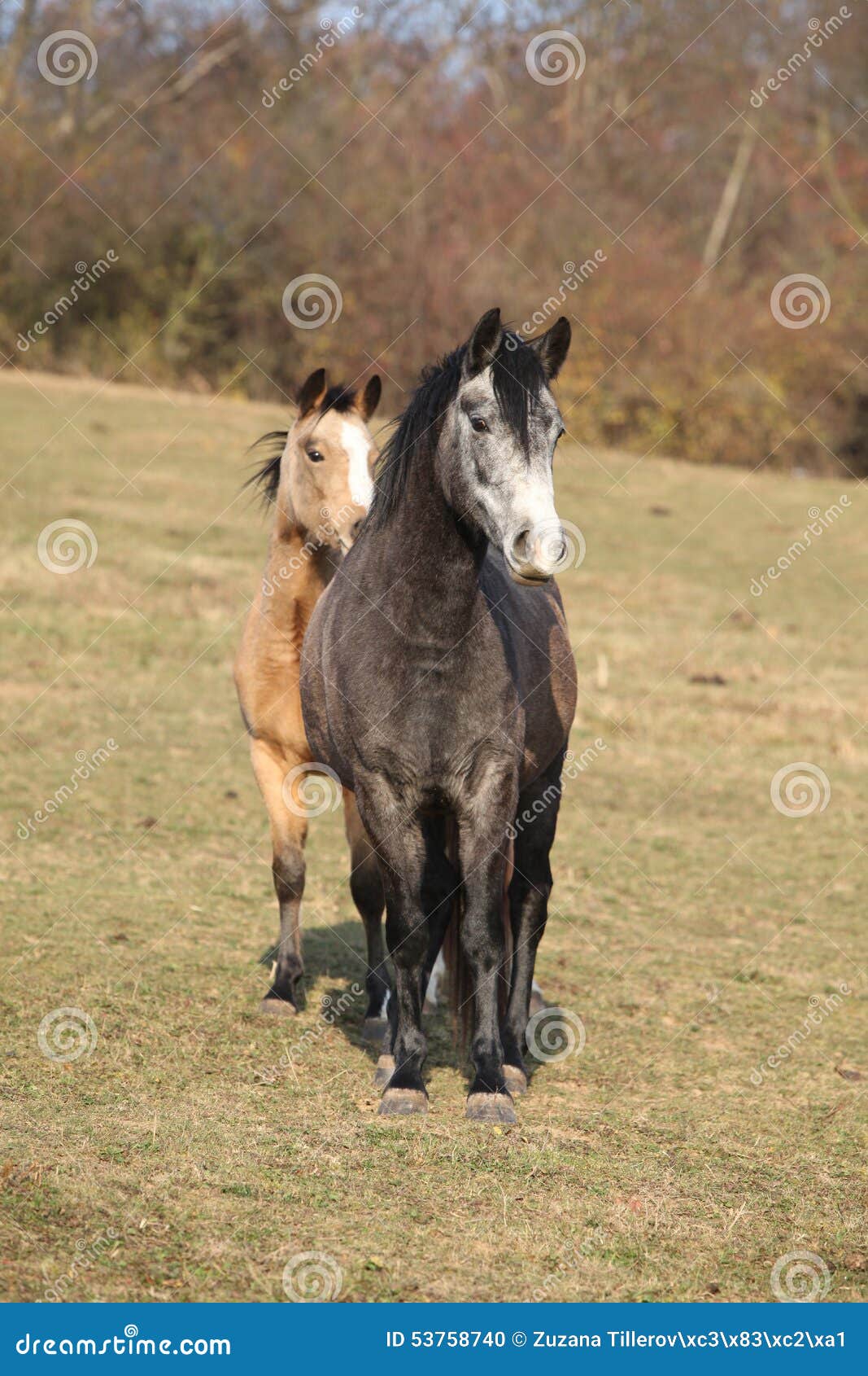 Two horses looking at you stock photo. Image of graze - 53758740