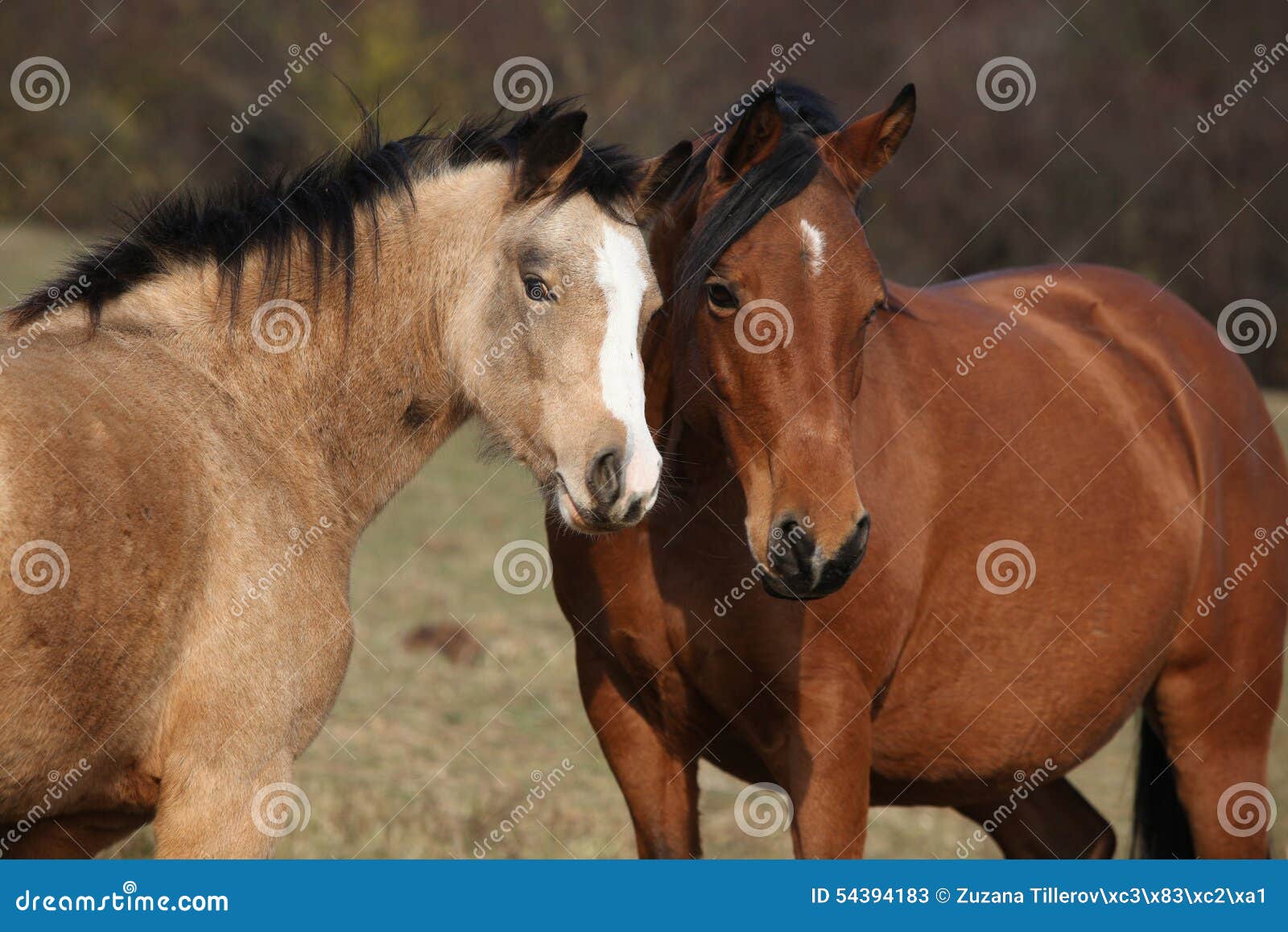 Two horses looking at you stock image. Image of equine - 54394183