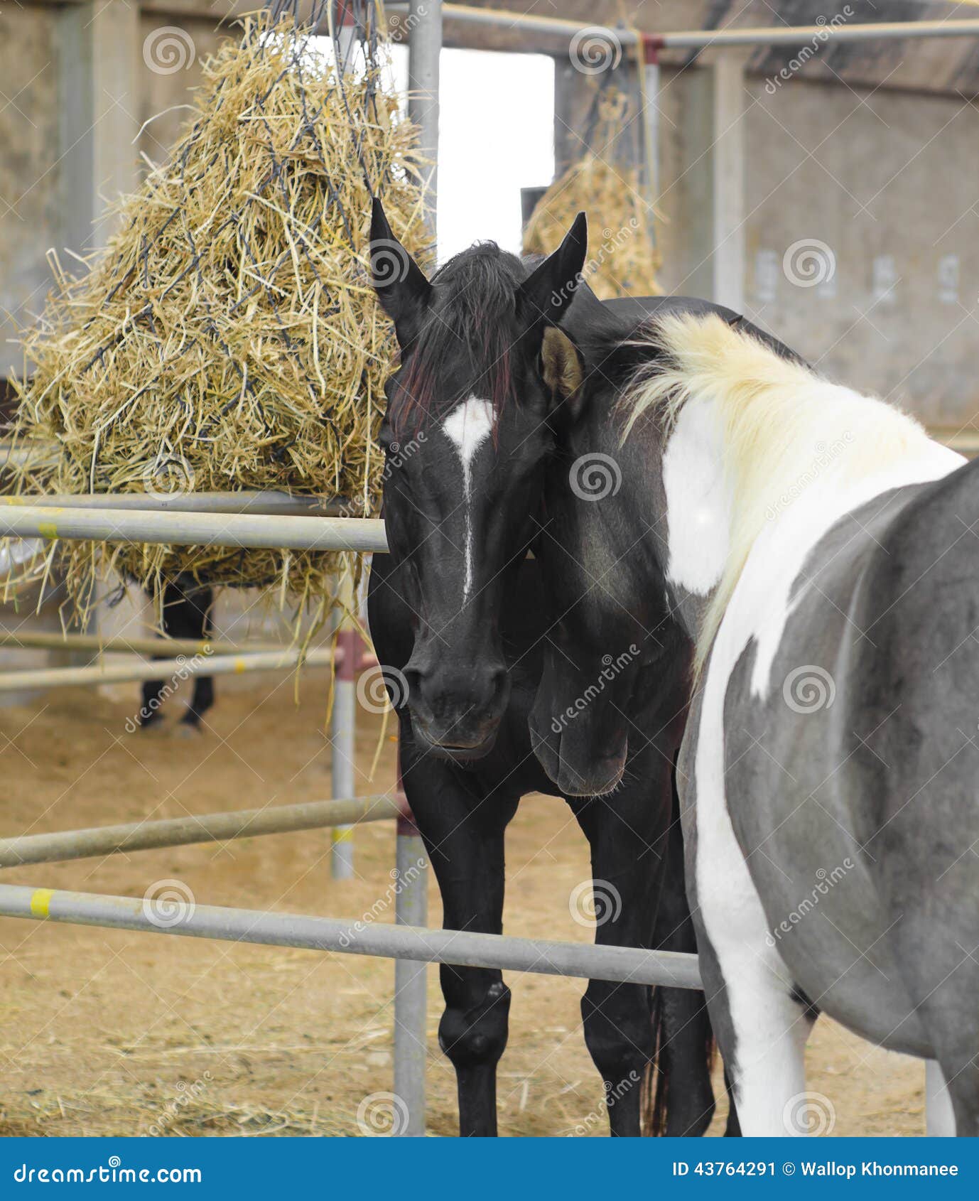 Two horses in love stock image. Image of events, pony - 43764291