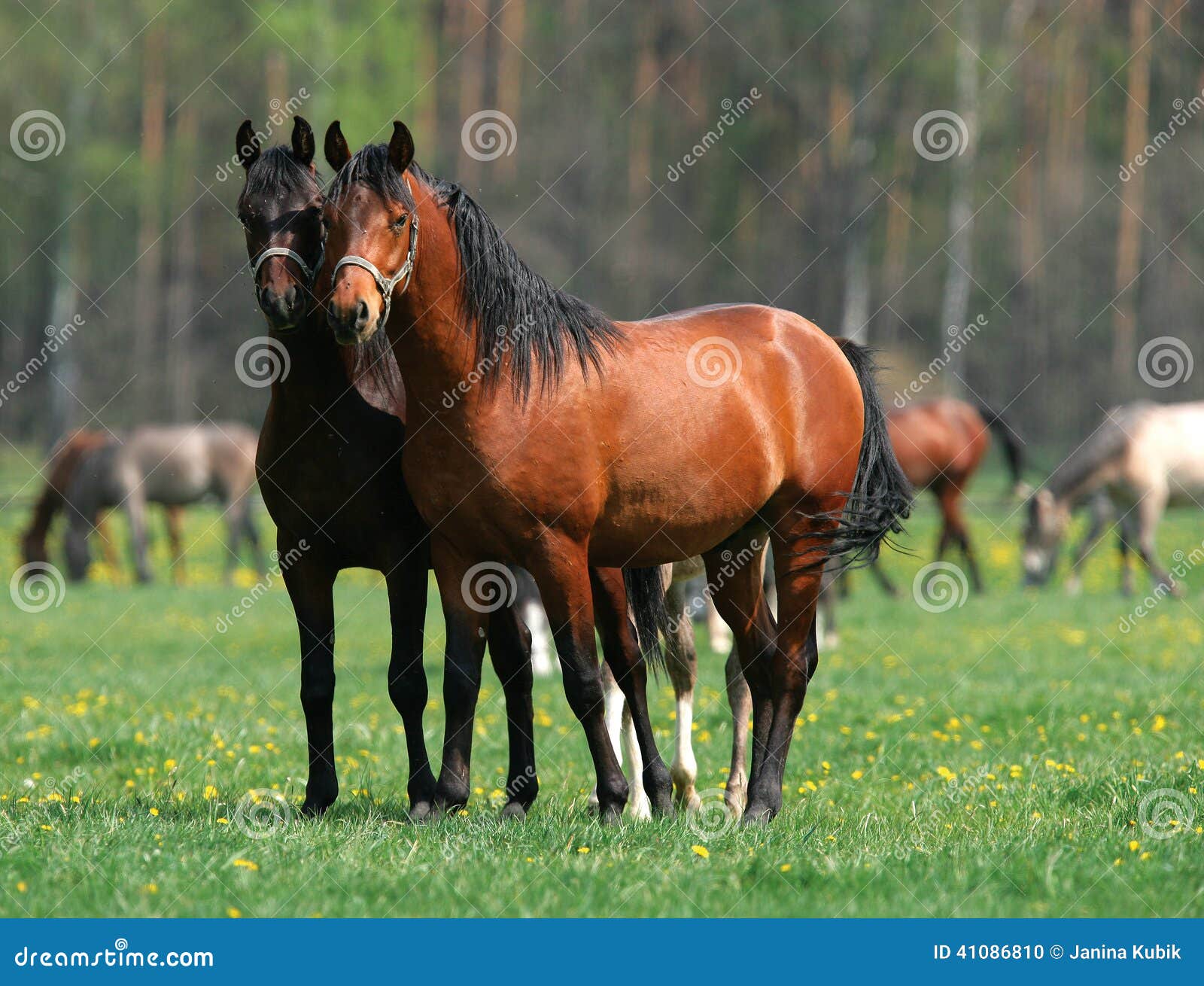 Two horses in love stock photo. Image of love, brown - 41086810