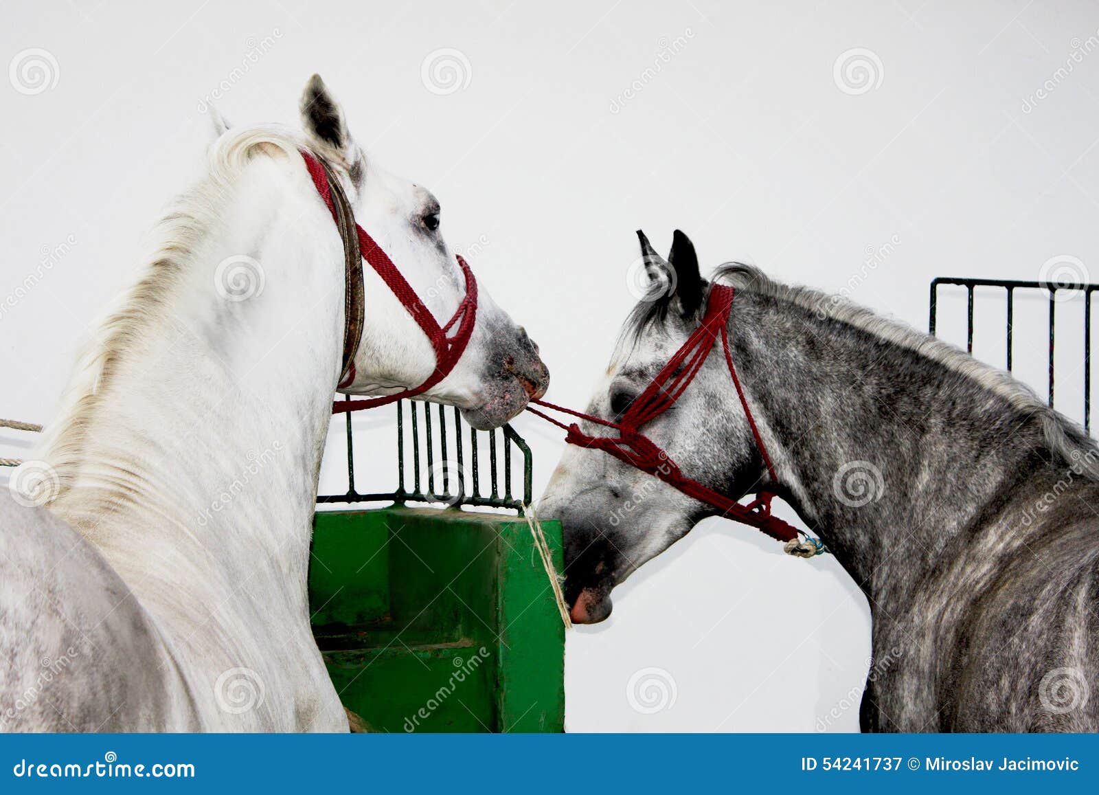 Two horses in love scene stock image. Image of power - 54241737