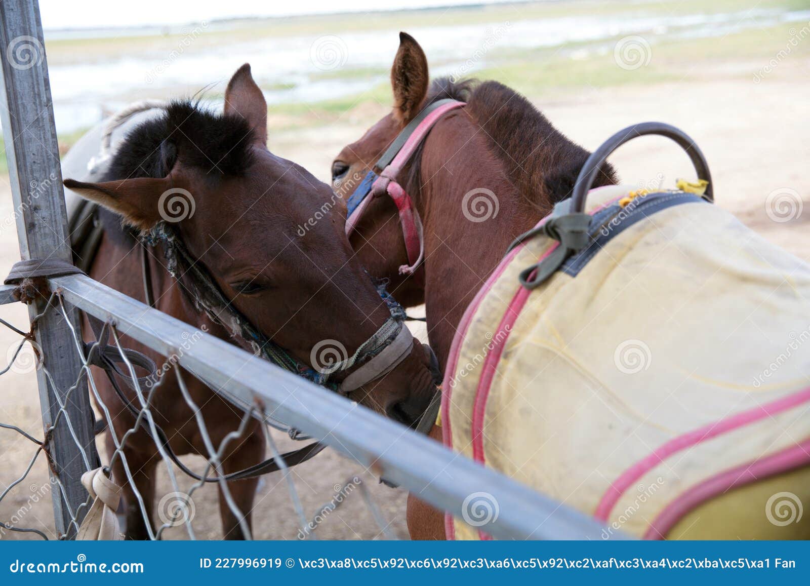 Two Horses Making Love in the Stable Stock Image - Image of fence ...