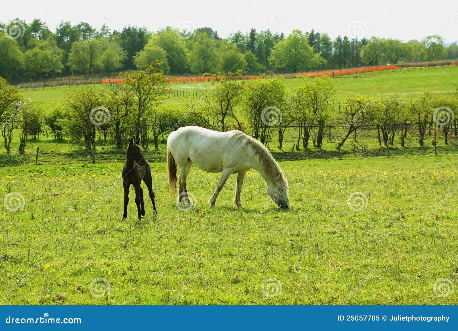 Two Horses, a Mare and a Colt in Spring Stock Image - Image of pasture ...