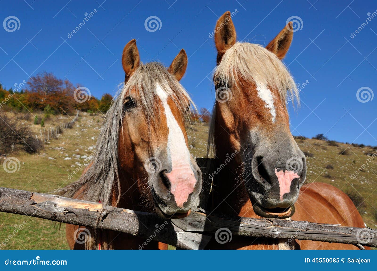 Two horses stock image. Image of grass, gelding, mammal - 45550085