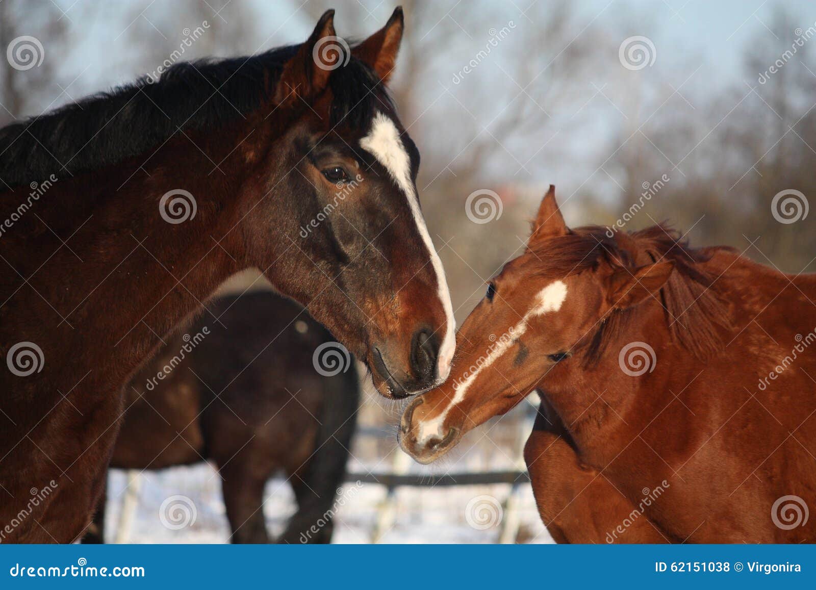 106 Two Horses Nuzzling Photos - Free & Royalty-Free Stock Photos from ...