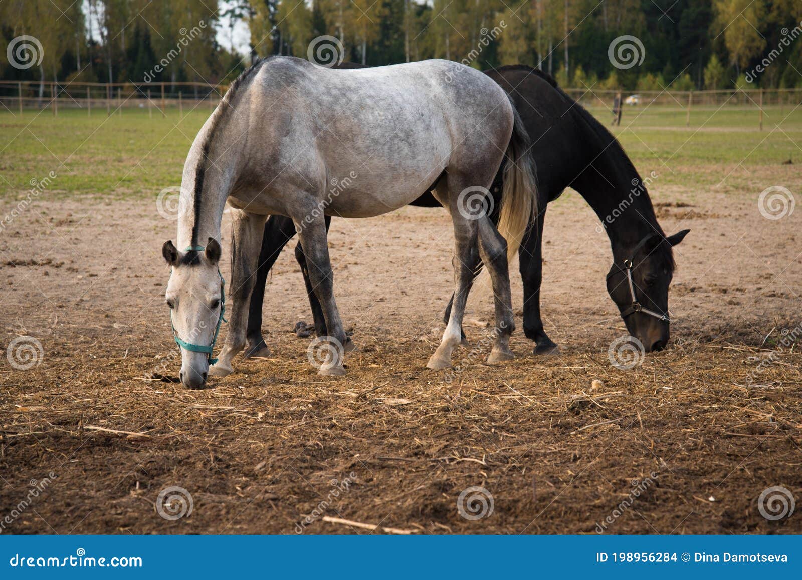 Two Horses are in the Paddock. Beautiful Animals Look at the Camera ...