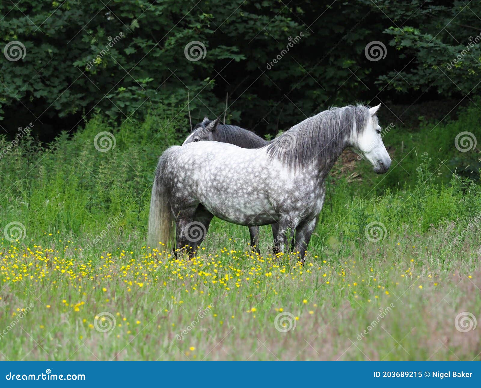 Two Horses in Paddock stock image. Image of pony, equestrian - 203689215