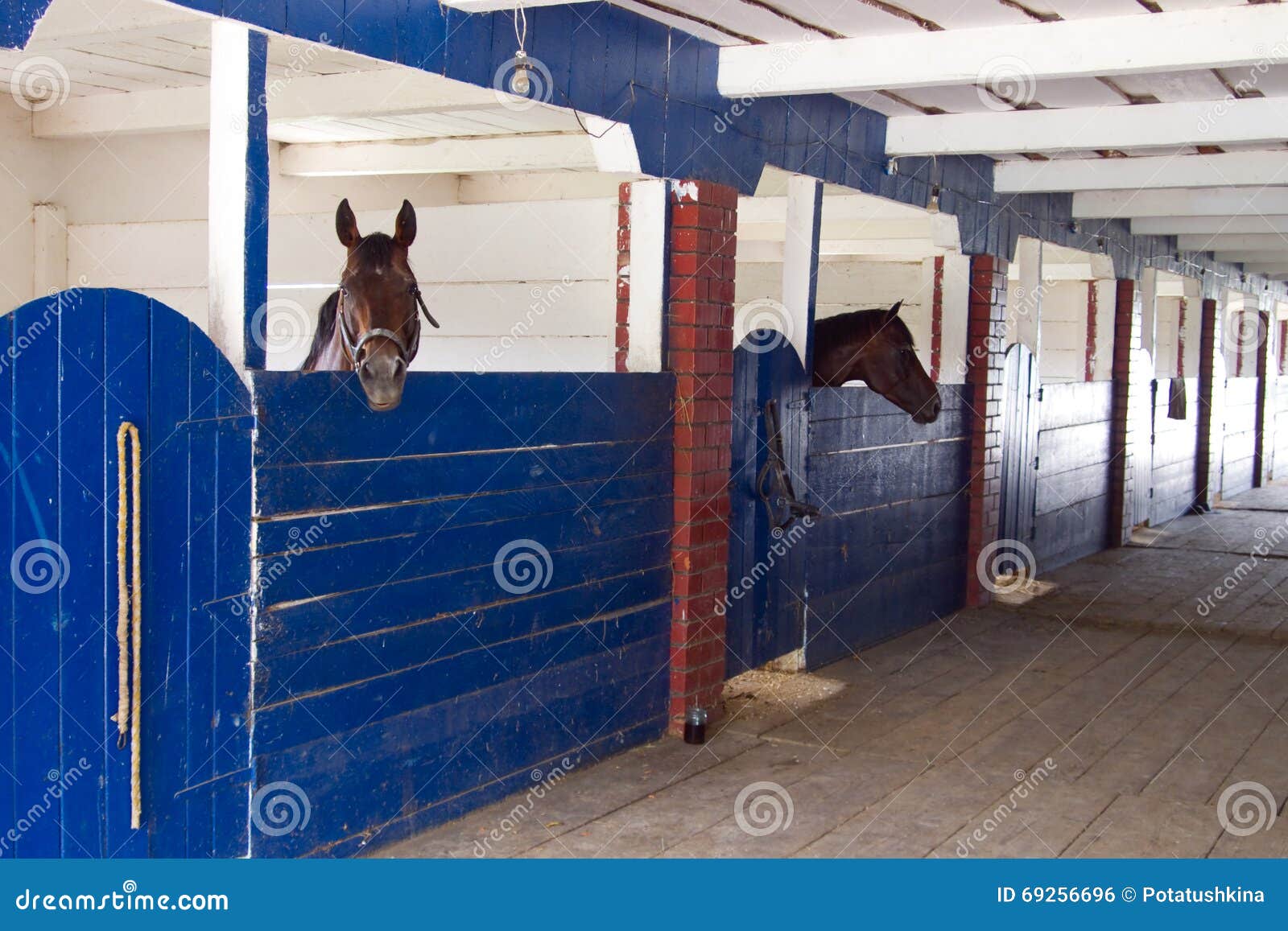 Two Horses in Paddocks Stables Stock Photo - Image of corral, farm ...