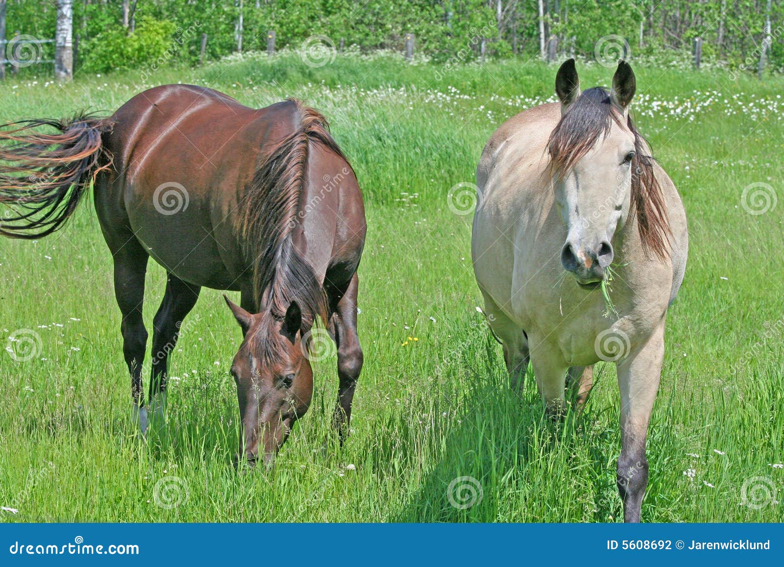 Two horses in pasture stock photo. Image of animals, field - 5608692