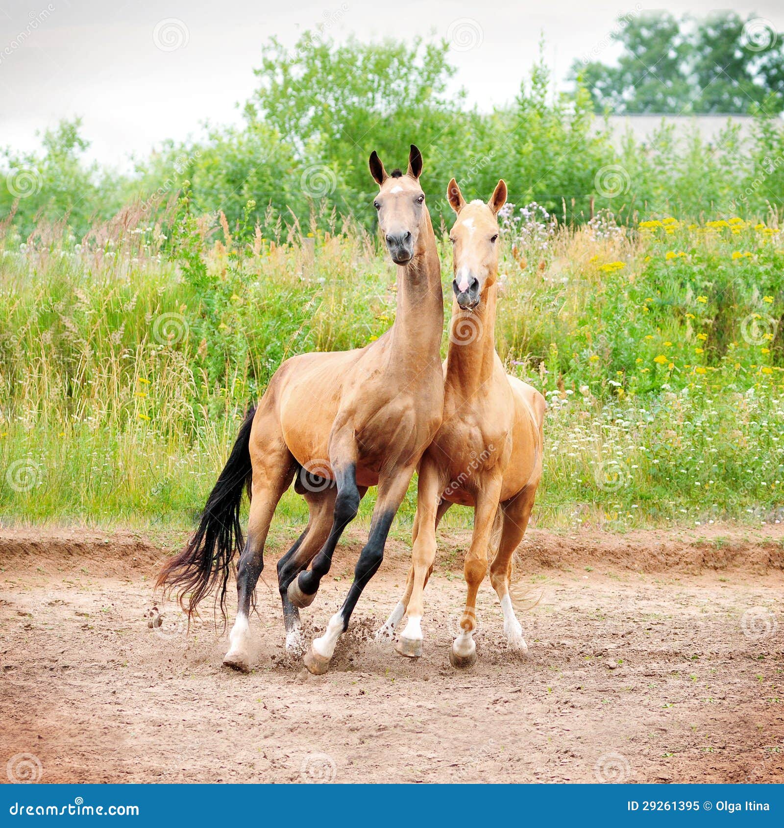 Two horses play stock image. Image of stallion, smile - 29261395