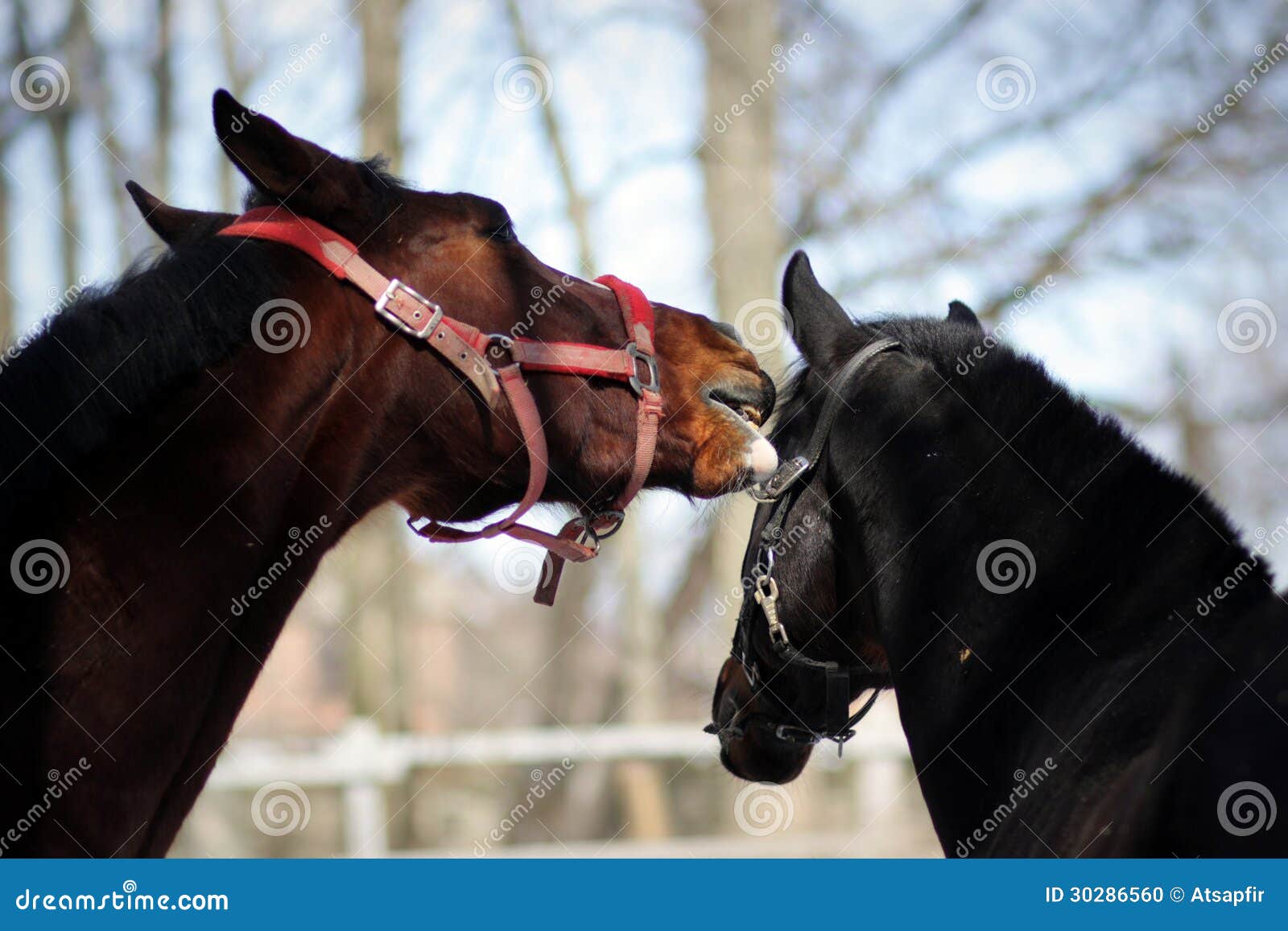 Two horses play stock photo. Image of animals, black - 30286560
