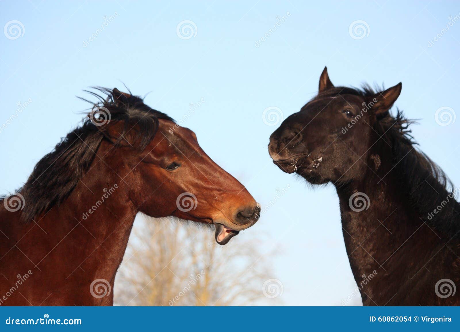 Two Horses Playfully Fighting Together Stock Photo - Image of farm ...