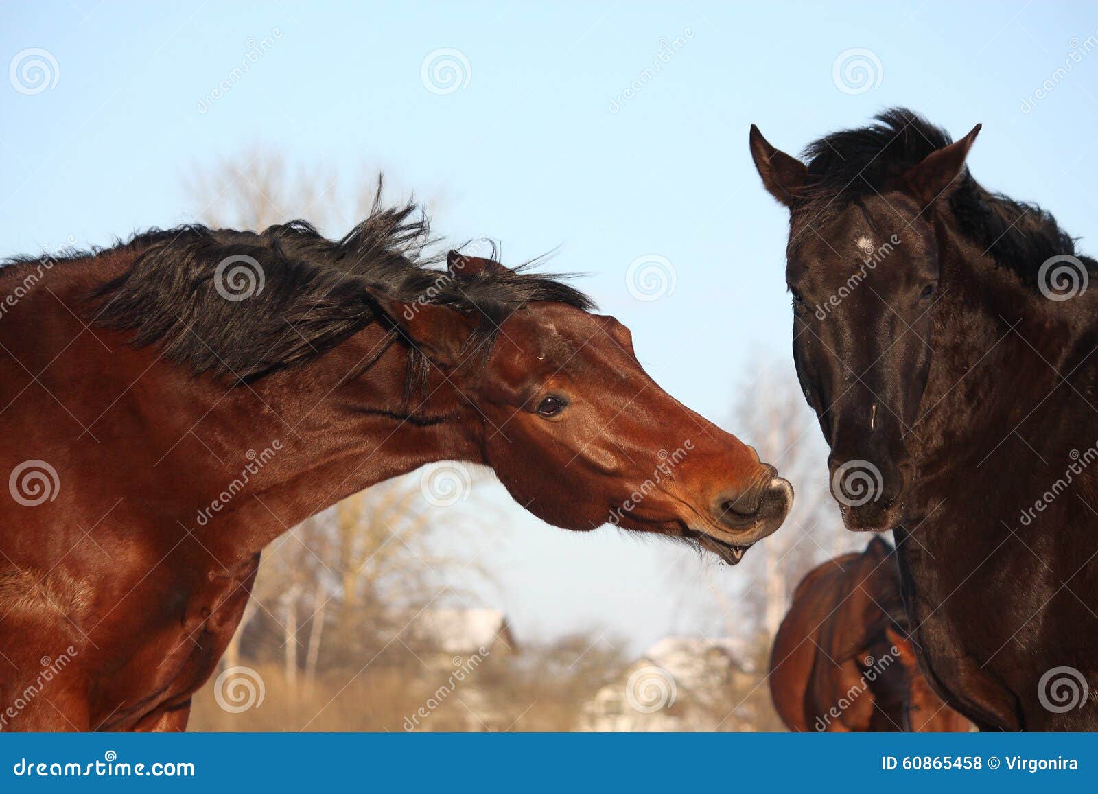 Two Horses Playfully Fighting Together Stock Photo - Image of funny ...