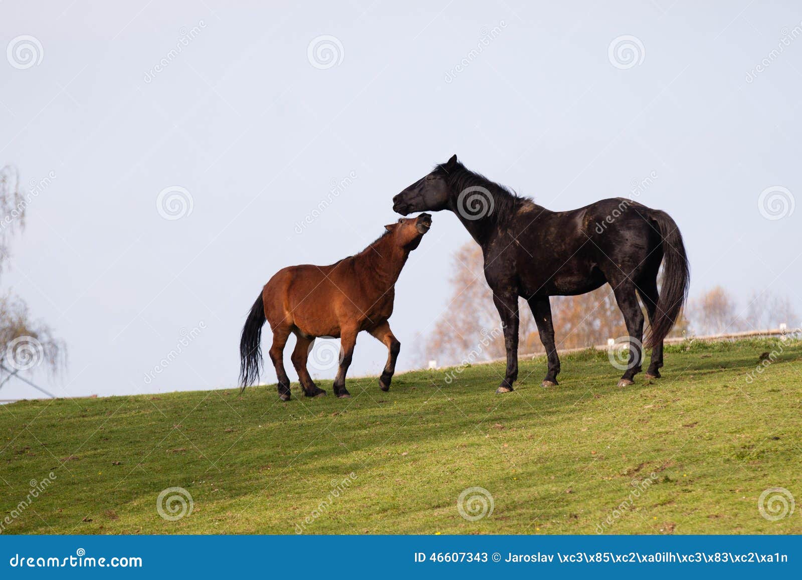 Two horses stock image. Image of beautiful, equine, mammal - 46607343