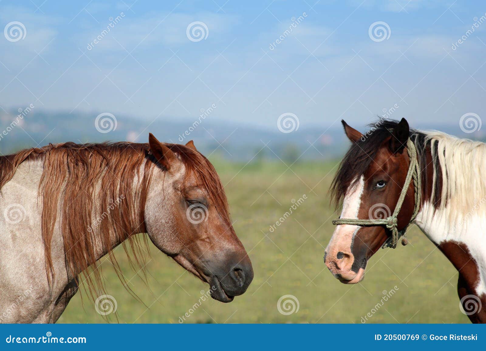 Two horses portrait stock image. Image of nature, field - 20500769