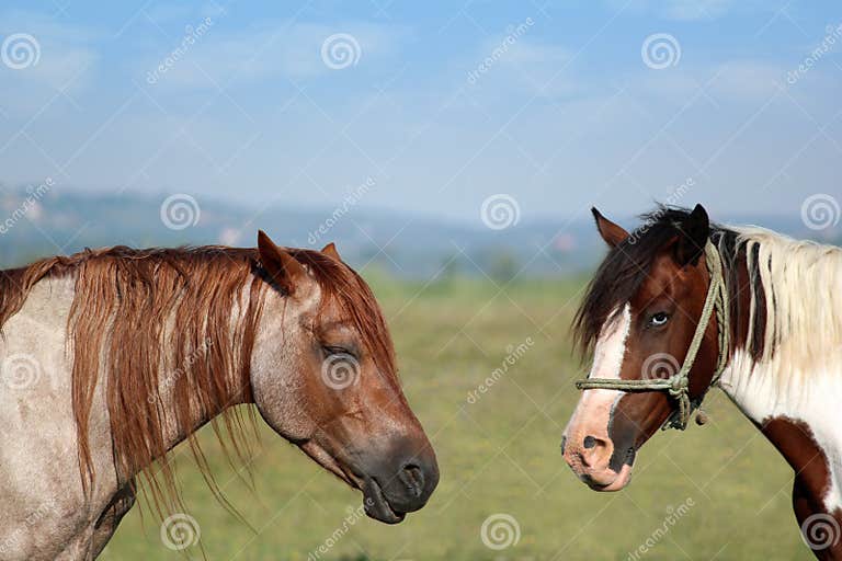 Two horses portrait stock image. Image of nature, field - 20500769
