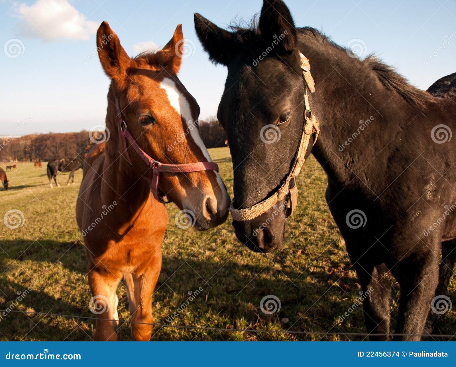 Two Horses Portrait stock photo. Image of cloud, blue - 22456374