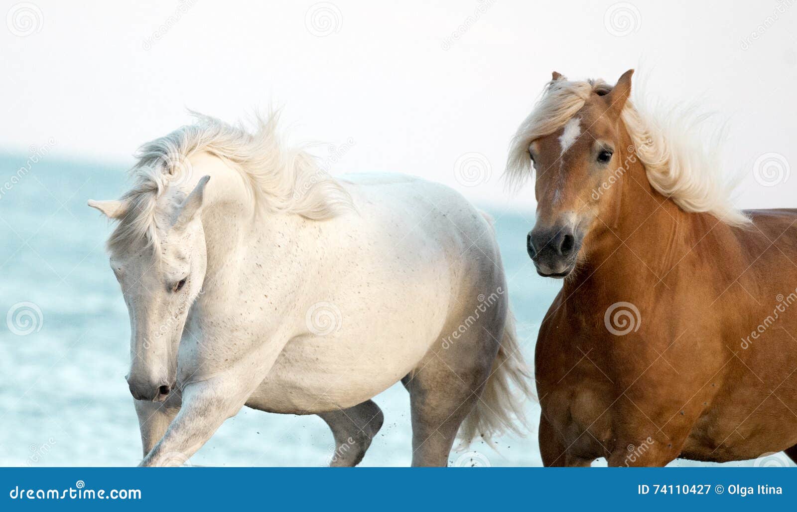 Two Horses Portrait with Blue Sea Behind Stock Image - Image of ...