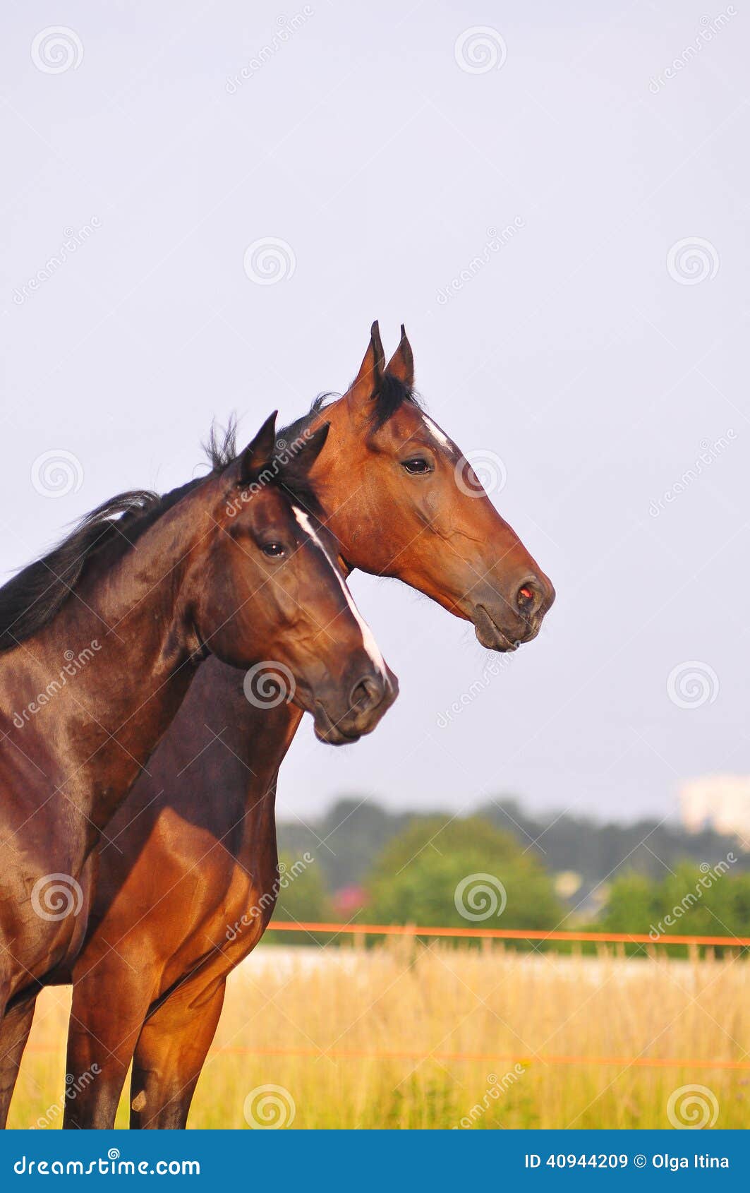 Two horses portrait stock image. Image of grey, pedigree - 40944209