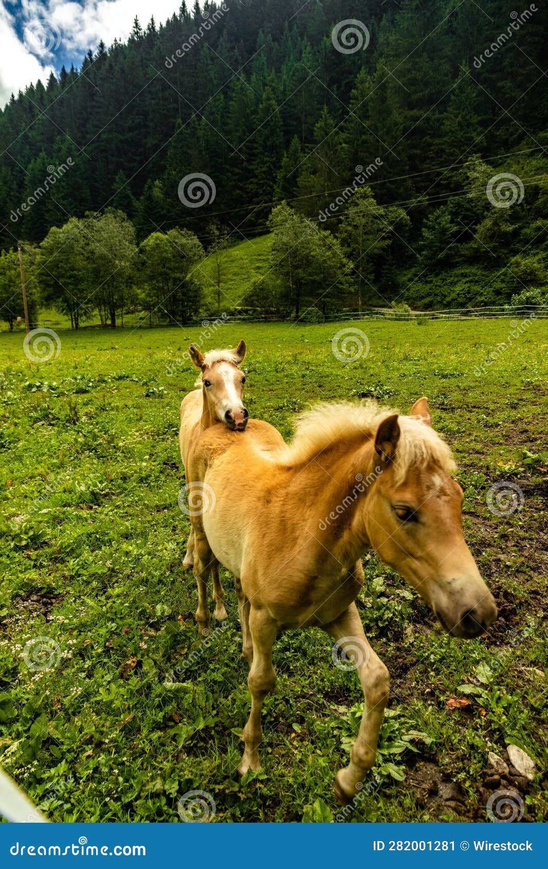 Two Horses Prancing in a Grassy Meadow with a Line of Trees and Shrubs ...